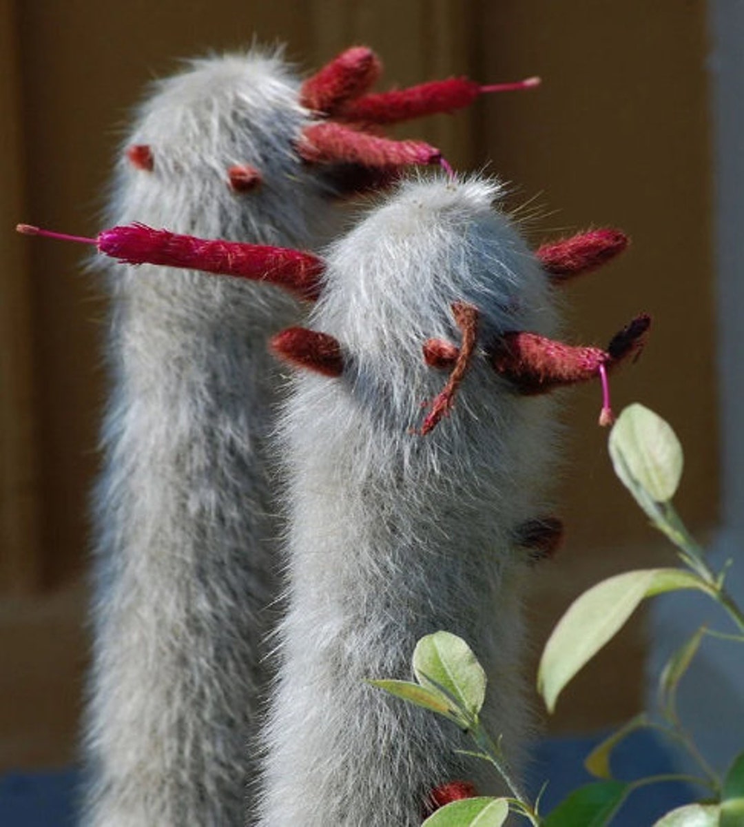 Cleistocactus Strausii Silver Wooly Torch 10 Cactus Seeds RARE ...