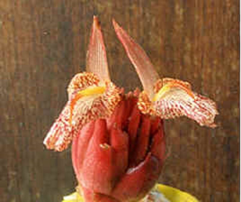 Zingiber Rubens Amazing Bengal Ginger Red Flowers Fresh - Etsy
