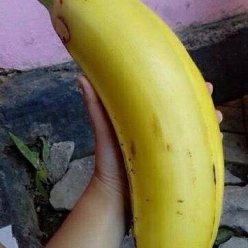 Musa Ingens Giant Highland Banana Mysterious New Guinea - Etsy