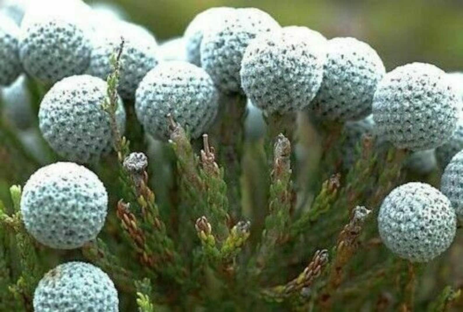 Brunia Laevis Silver Brunia Golf Ball Plant Rare 5 - Etsy