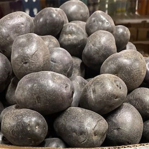 Potato Seeds - Etsy