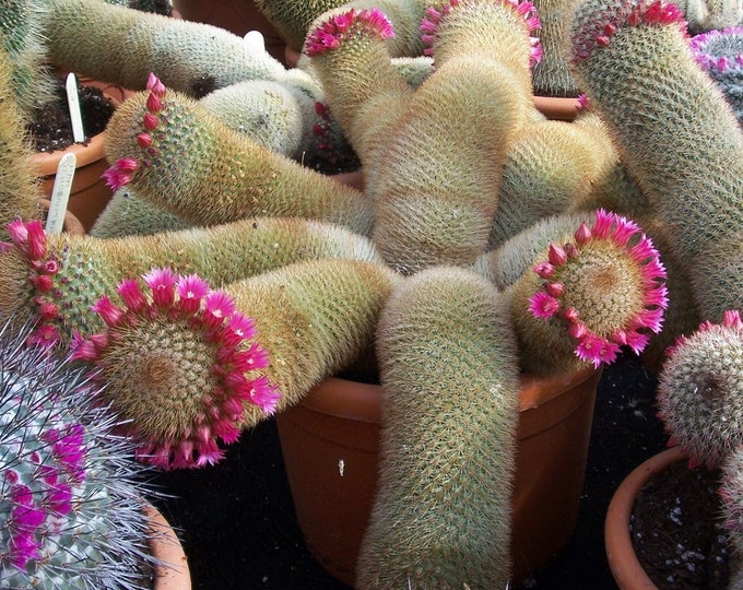 Thumb Cactus Mammillaria Matudae in a 4 Inch Pot see Picture 2 and ...
