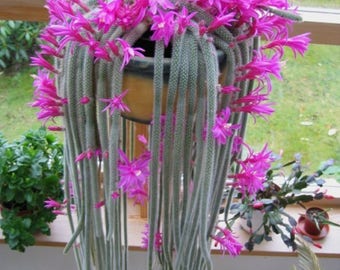 Rat Tail Cactus aporocactus Flagelliformis - Etsy