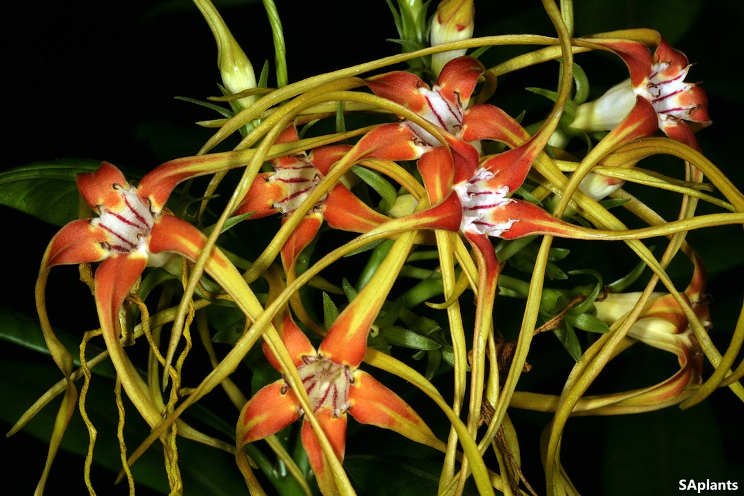 Strophanthus Speciosus the Forest Poison Rope Climber 10 Seeds - Etsy
