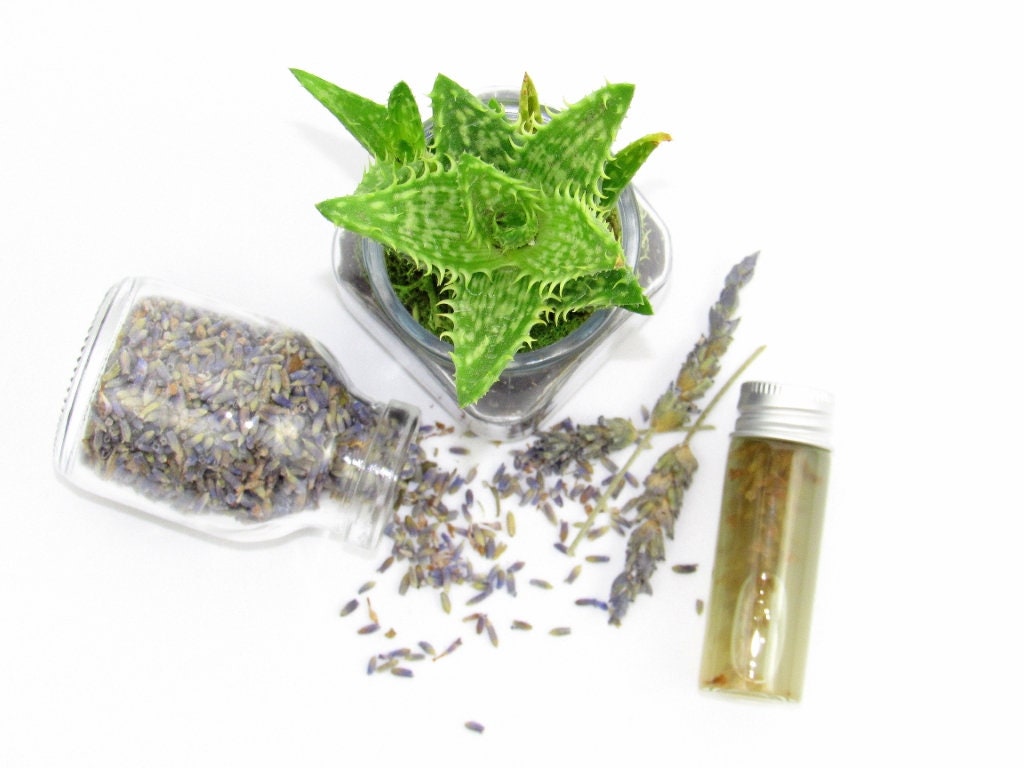 Handmade Lavender Infused Aloe Vera: Calming Moisturizer for Sensitive ...