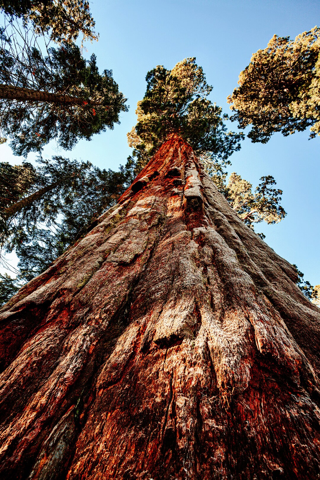 Photograph Fine Art Print of Sequoia National Park, California ...