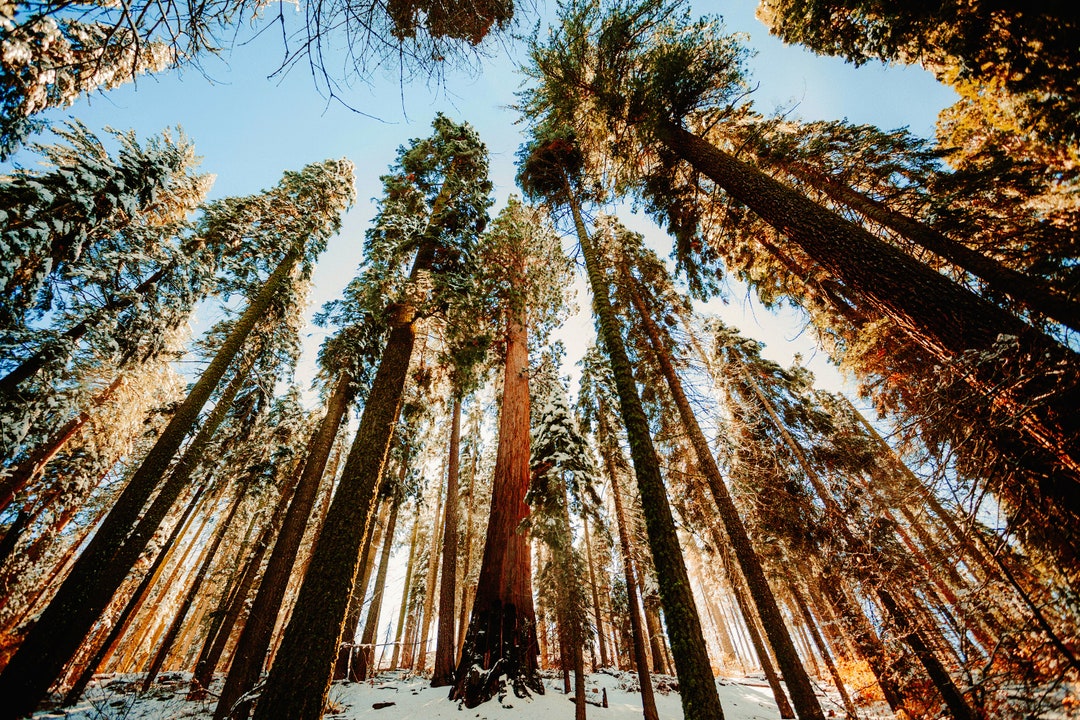 Photograph Fine Art Print of Sequoia National Park, California ...