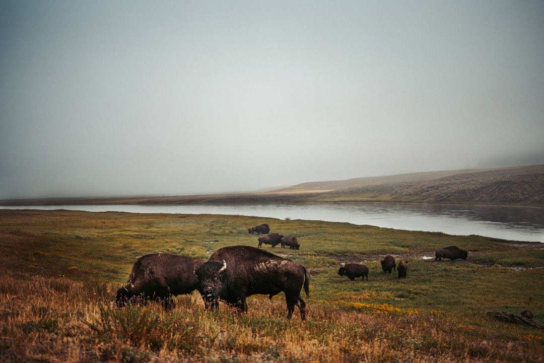 Photograph Fine Art Print of Hayden Valley Buffalo, Yellowstone ...