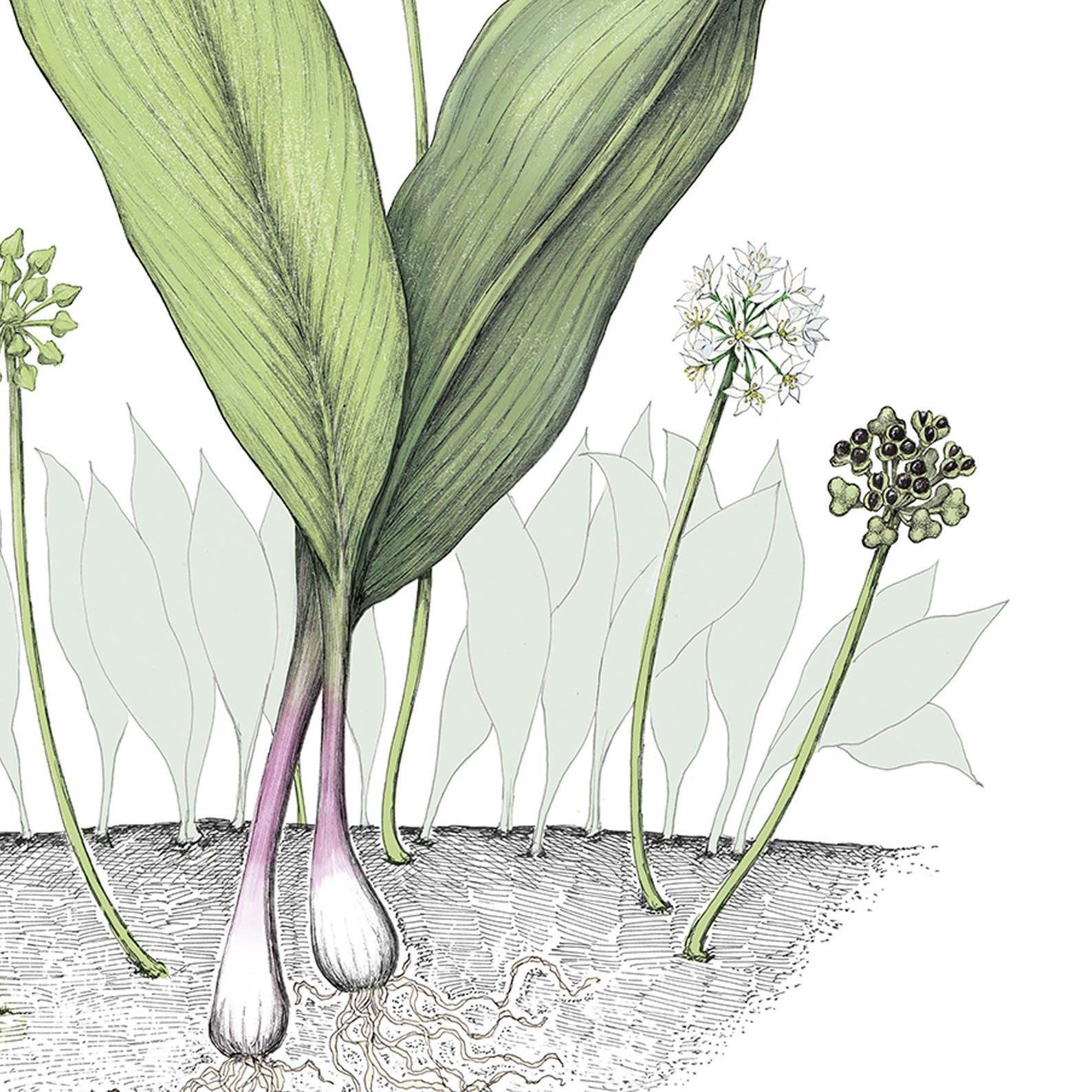 The Wild Ramp Illustration the Wild onion/leek - Etsy