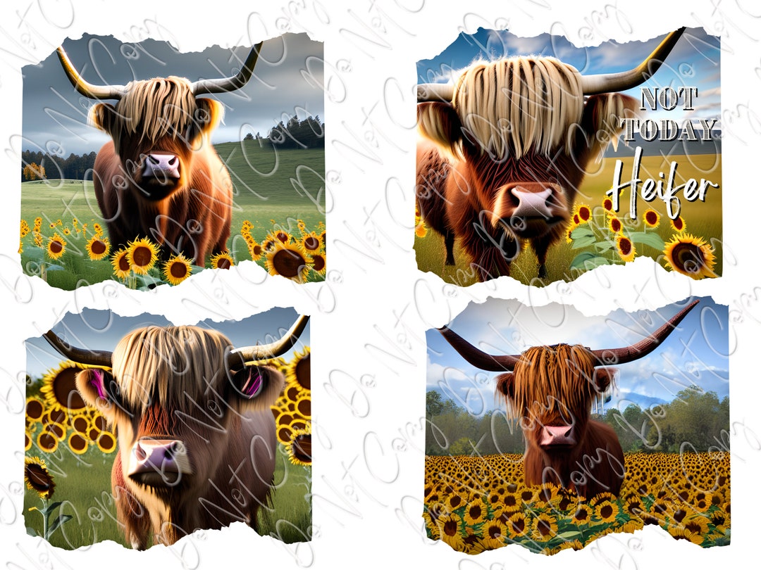 Highland Cow, SUBLIMATION TRANSFER, Sublimate, Ready to Press Transfer ...