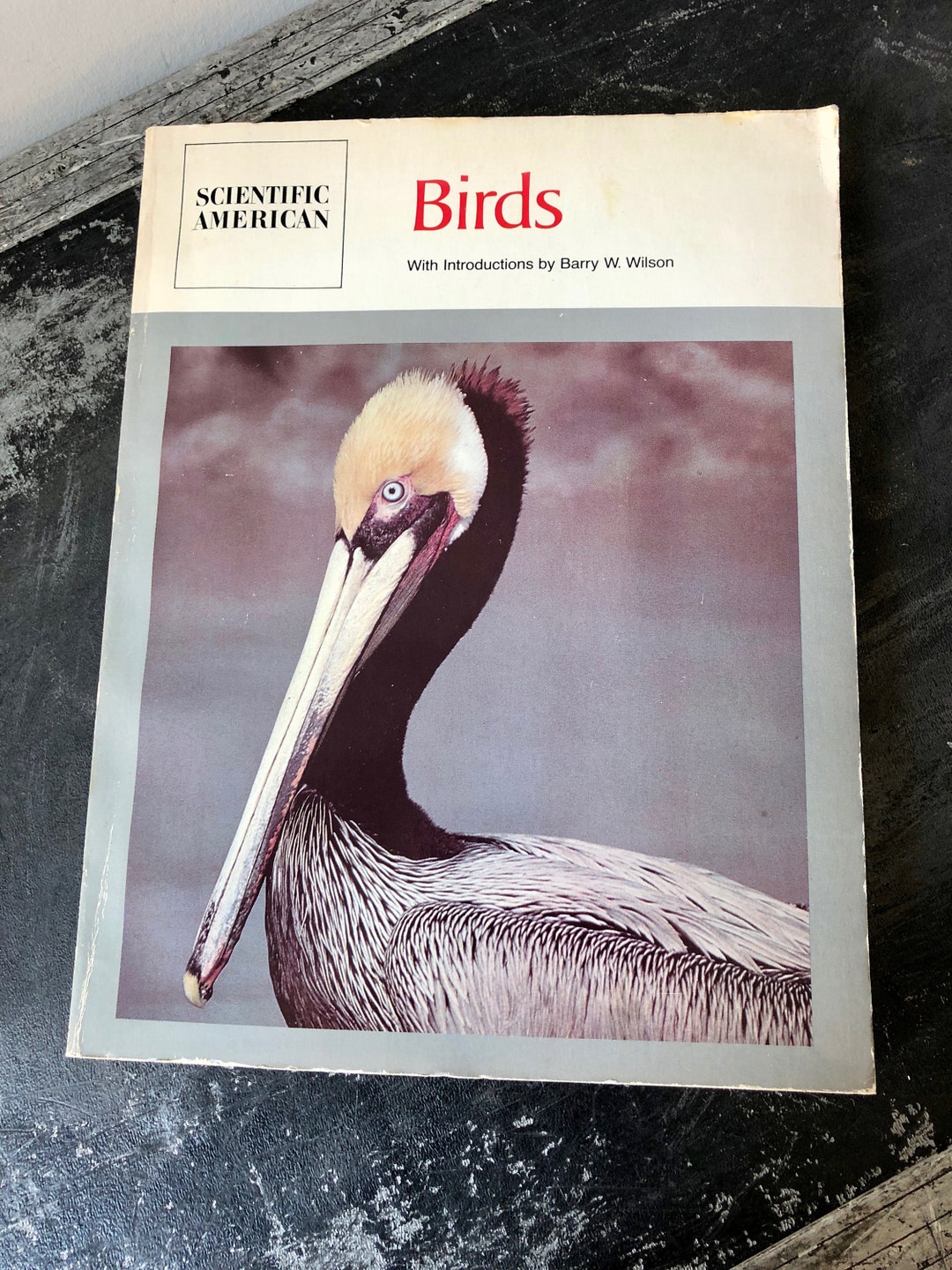 Vintage Scientific American Birds Book: Illustrated Avian Guide - Etsy