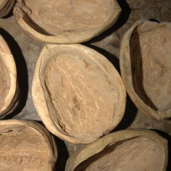 Walnut Shell - Etsy