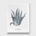 Agave Poster. Succulent Print. Botanical Poster. Flower Illustration ...