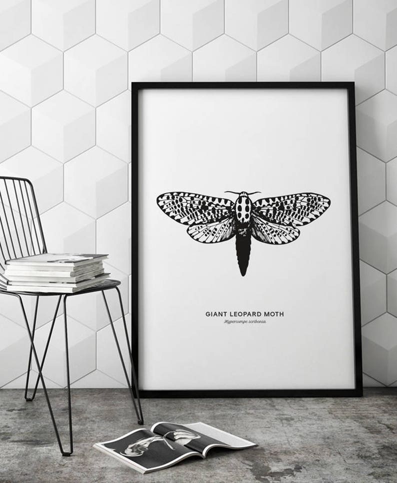 Moth Print. Giant Leopard Moth. Modern Vintage Insect Print. Entomology ...