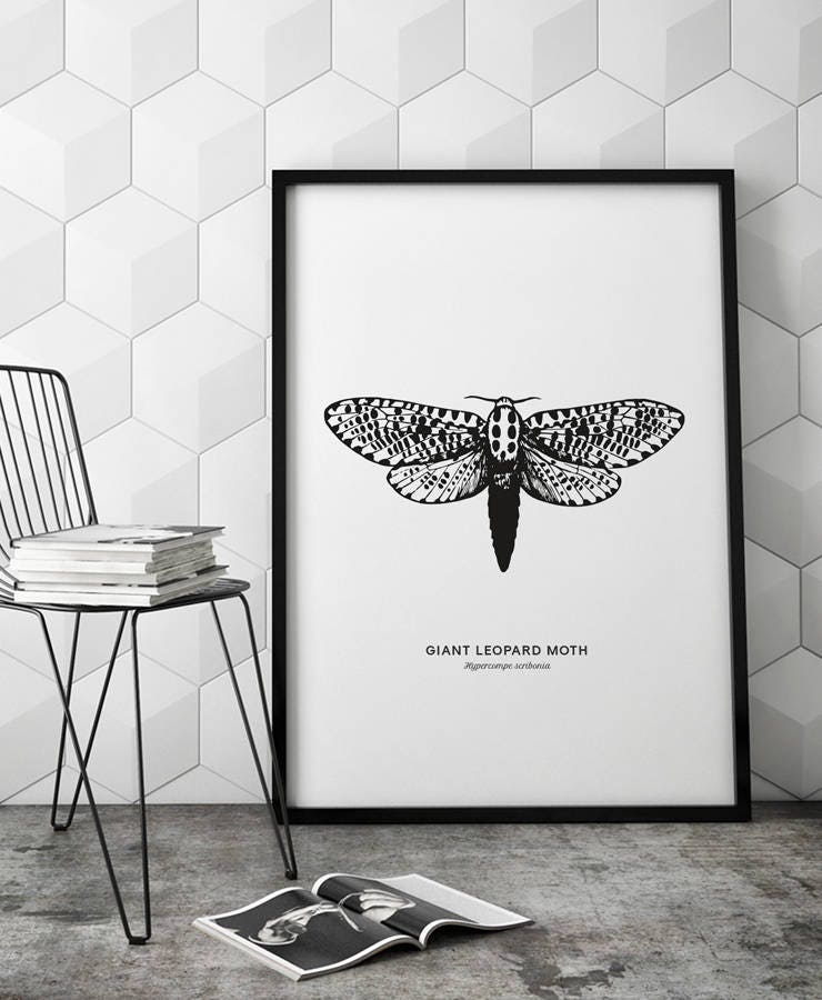 Moth Print. Giant Leopard Moth. Modern Vintage Insect Print. Entomology ...
