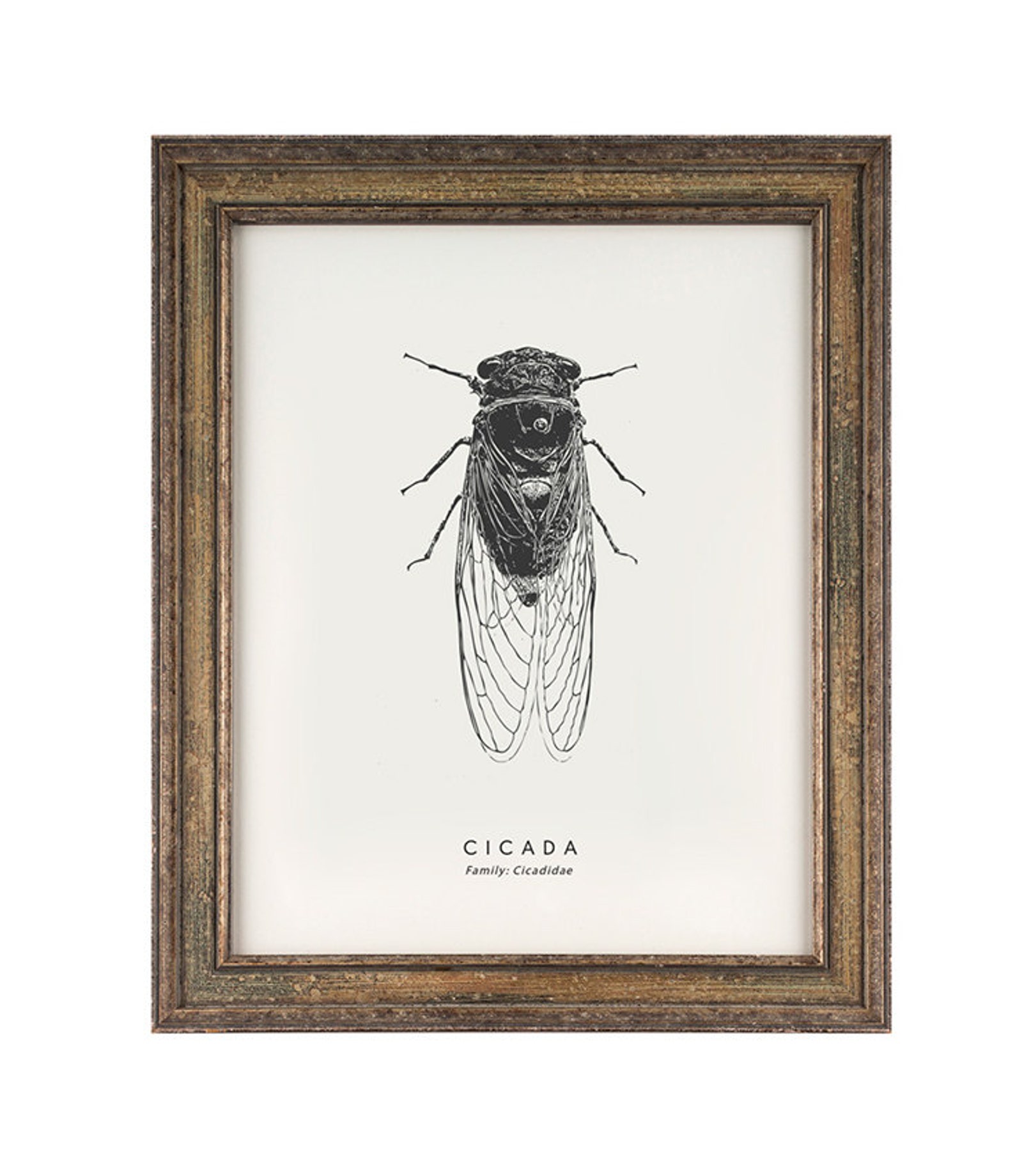 Cicada Insect Art PRINTABLE FILE. Modern Vintage Cicada Poster ...