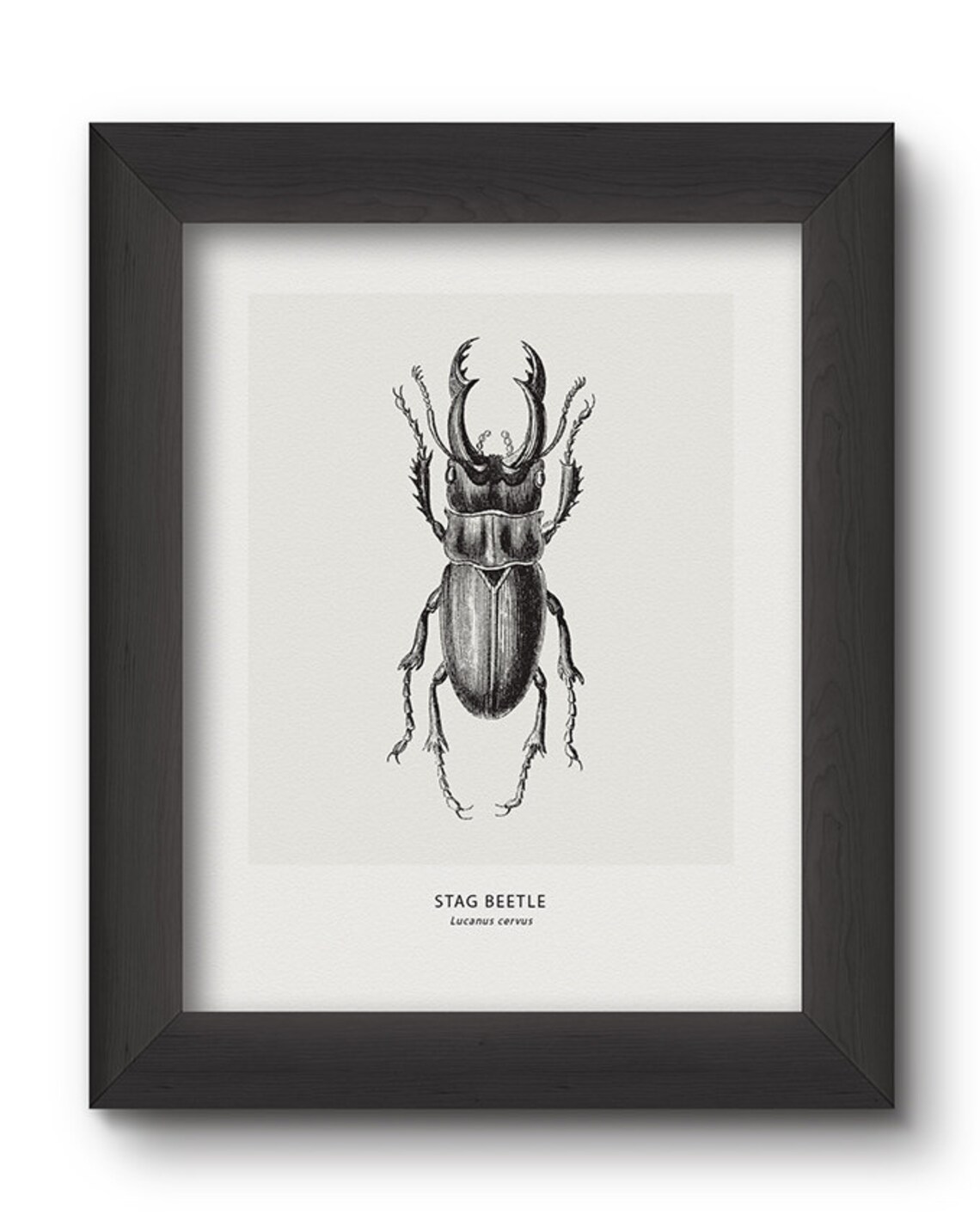 Insect Bug Print PRINTABLE FILE. Modern Vintage Beetle | Etsy