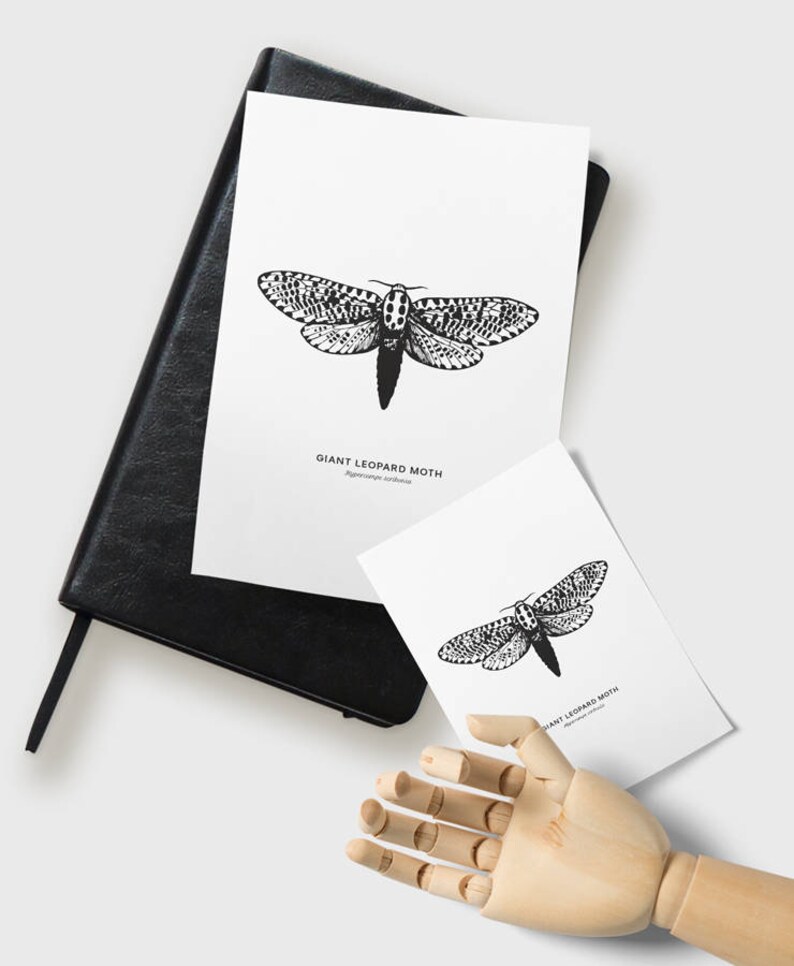 Moth Print. Giant Leopard Moth. Modern Vintage Insect Print. Entomology ...
