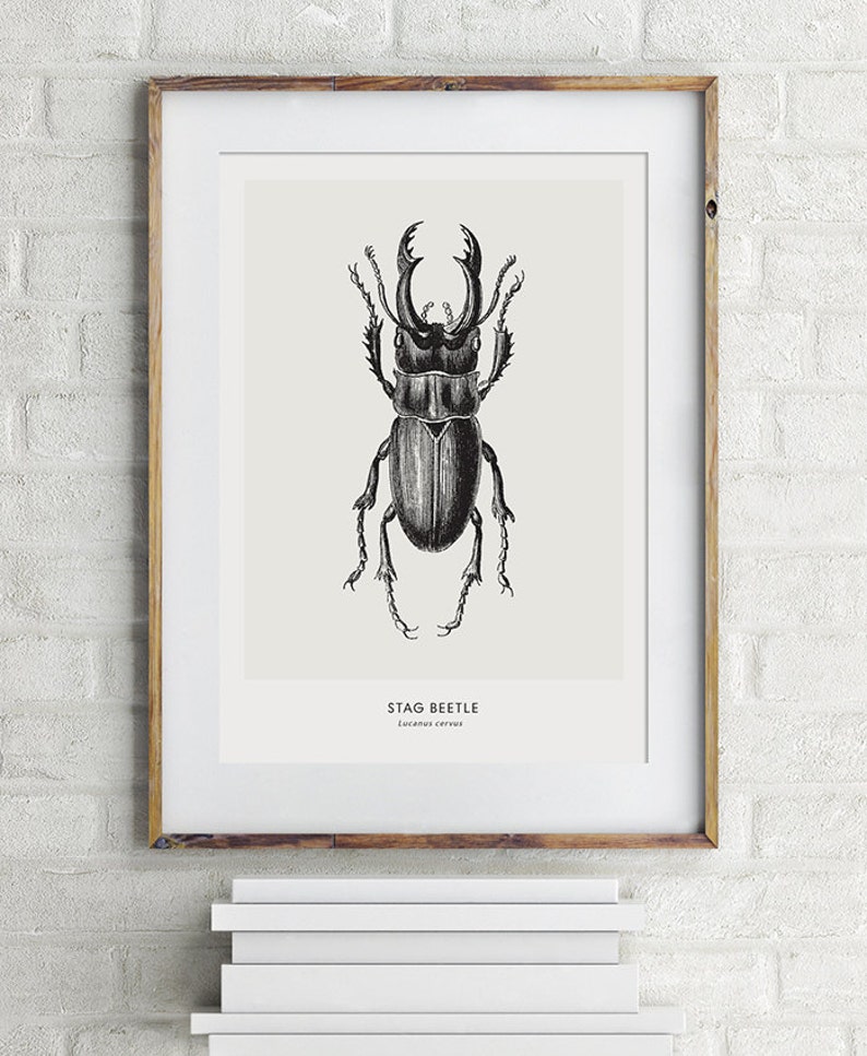 Insect Bug Print PRINTABLE FILE. Modern Vintage Beetle | Etsy