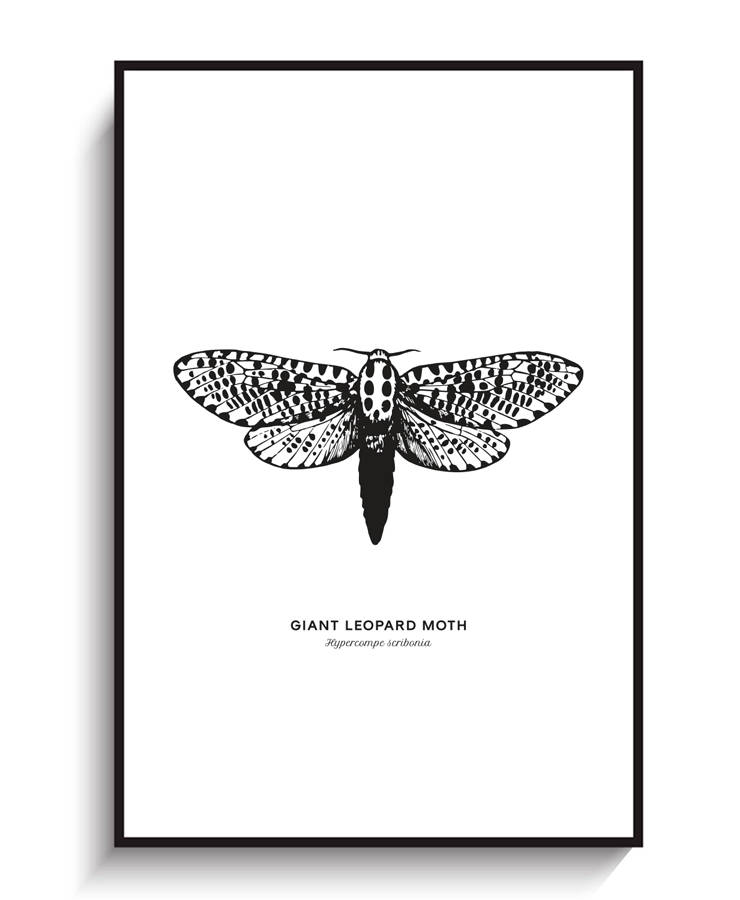Moth Print. Giant Leopard Moth. Modern Vintage Insect Print. Entomology ...