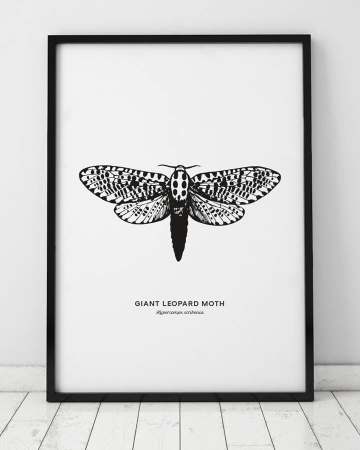 Moth Print. Giant Leopard Moth. Modern Vintage Insect Print. Entomology ...