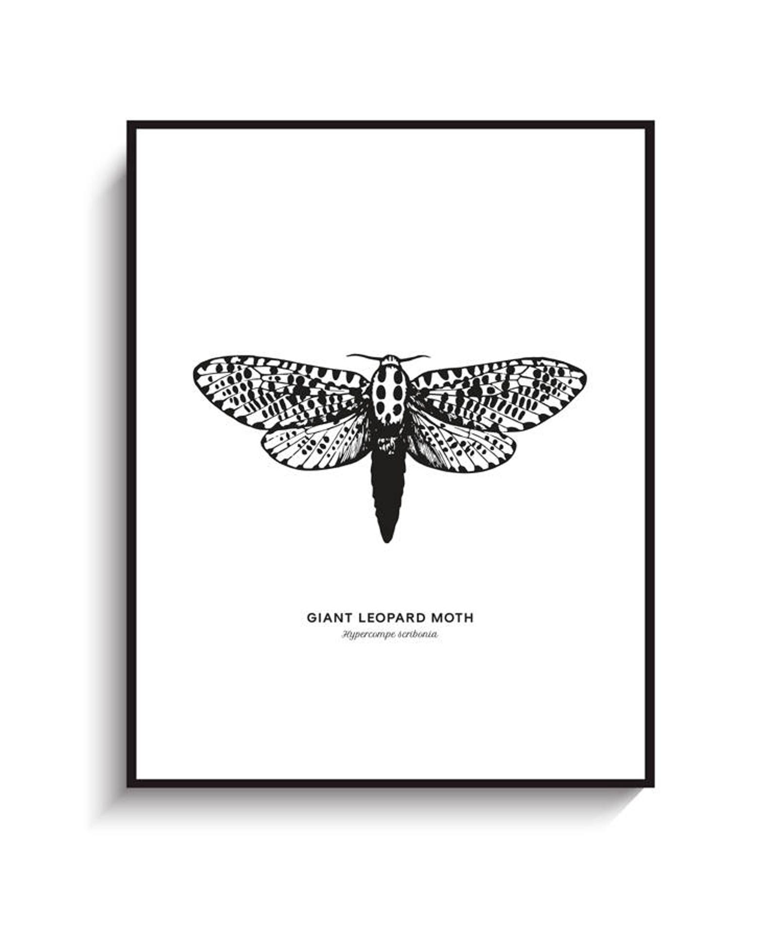 Moth Print. Giant Leopard Moth. Modern Vintage Insect Print. Entomology ...