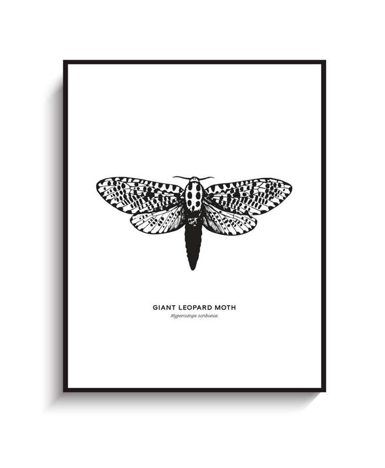 Moth Print. Giant Leopard Moth. Modern Vintage Insect Print. Entomology ...