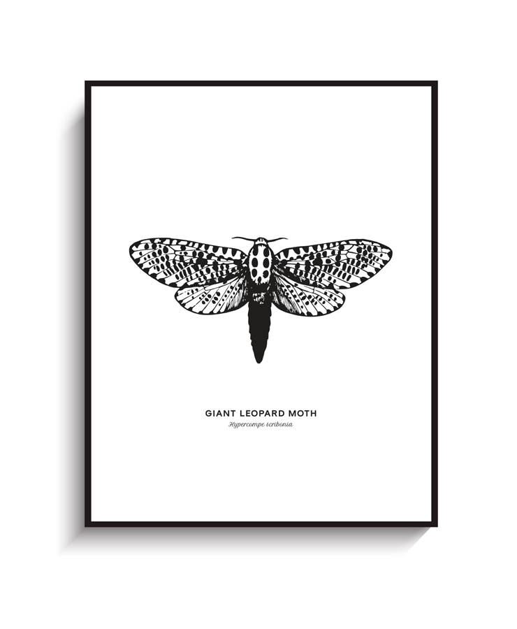 Moth Print. Giant Leopard Moth. Modern Vintage Insect Print. Entomology ...