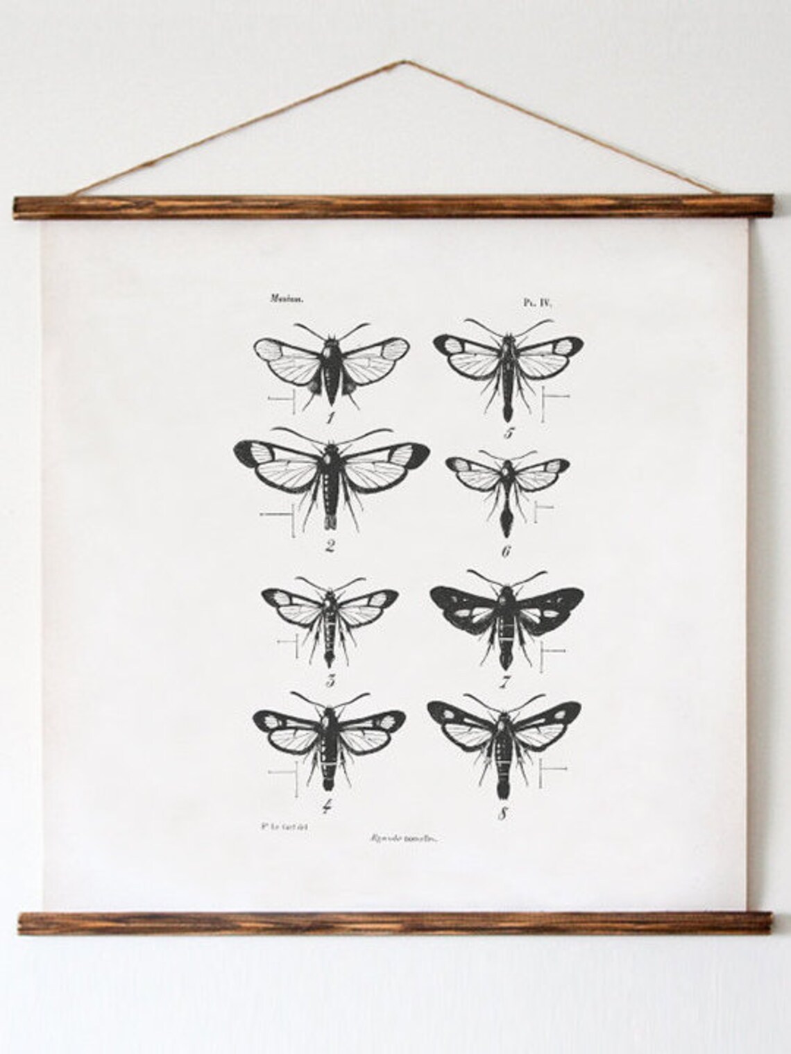 Moth Collection Print. Modern Vintage Insect Poster. Entomology Art ...