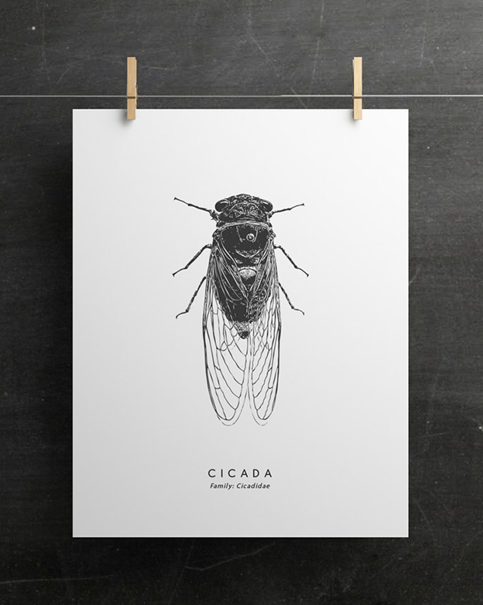 Cicada Insect Art PRINTABLE FILE. Modern Vintage Cicada Poster ...