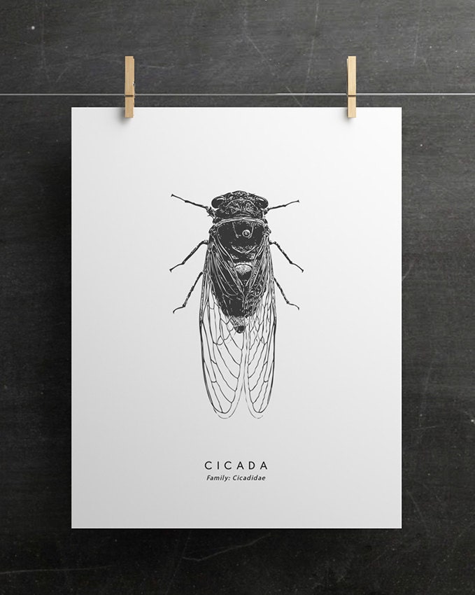 Cicada Insect Art PRINTABLE FILE. Modern Vintage Cicada - Etsy