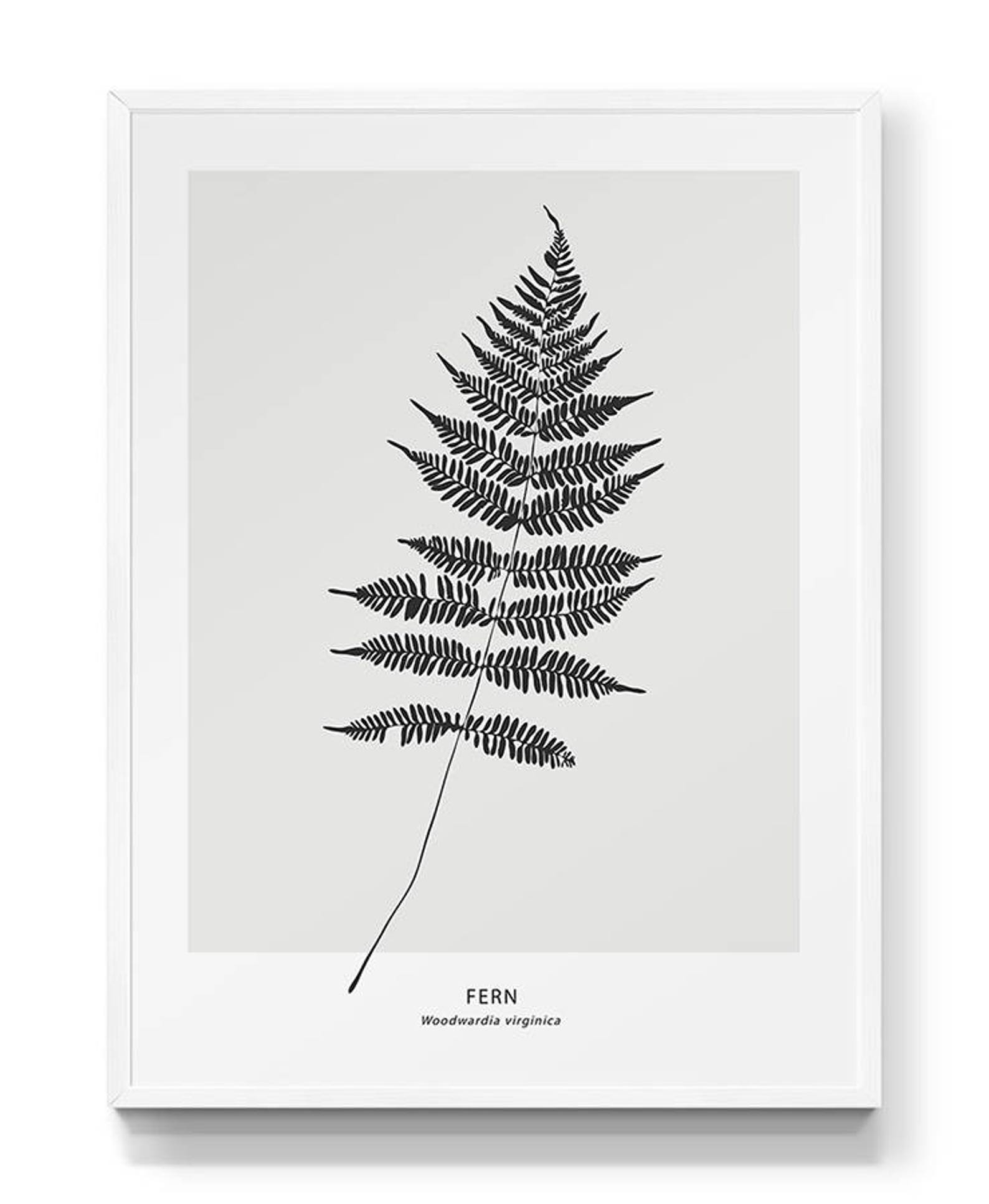 Fern Leaf Print. Botanical Illustration. Grey White Wall | Etsy