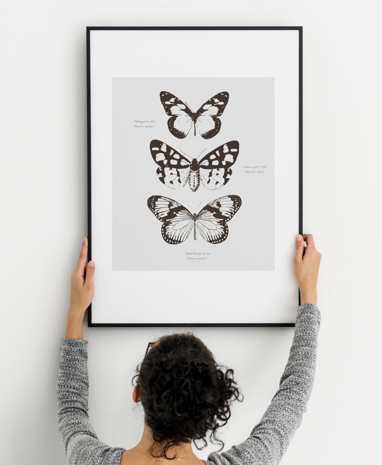 Butterfly Moth Poster. Modern Vintage Insect Taxidermy - Etsy