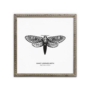 Moth Print. Giant Leopard Moth. Modern Vintage Insect Print. Entomology ...