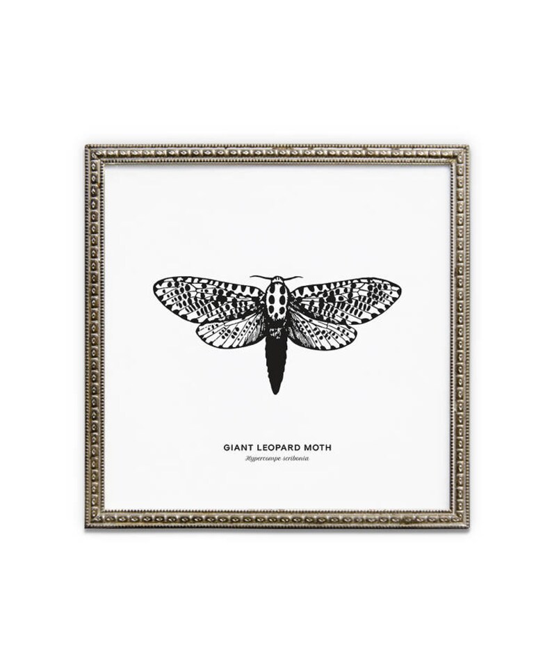 Moth Print. Giant Leopard Moth. Modern Vintage Insect Print. Entomology ...