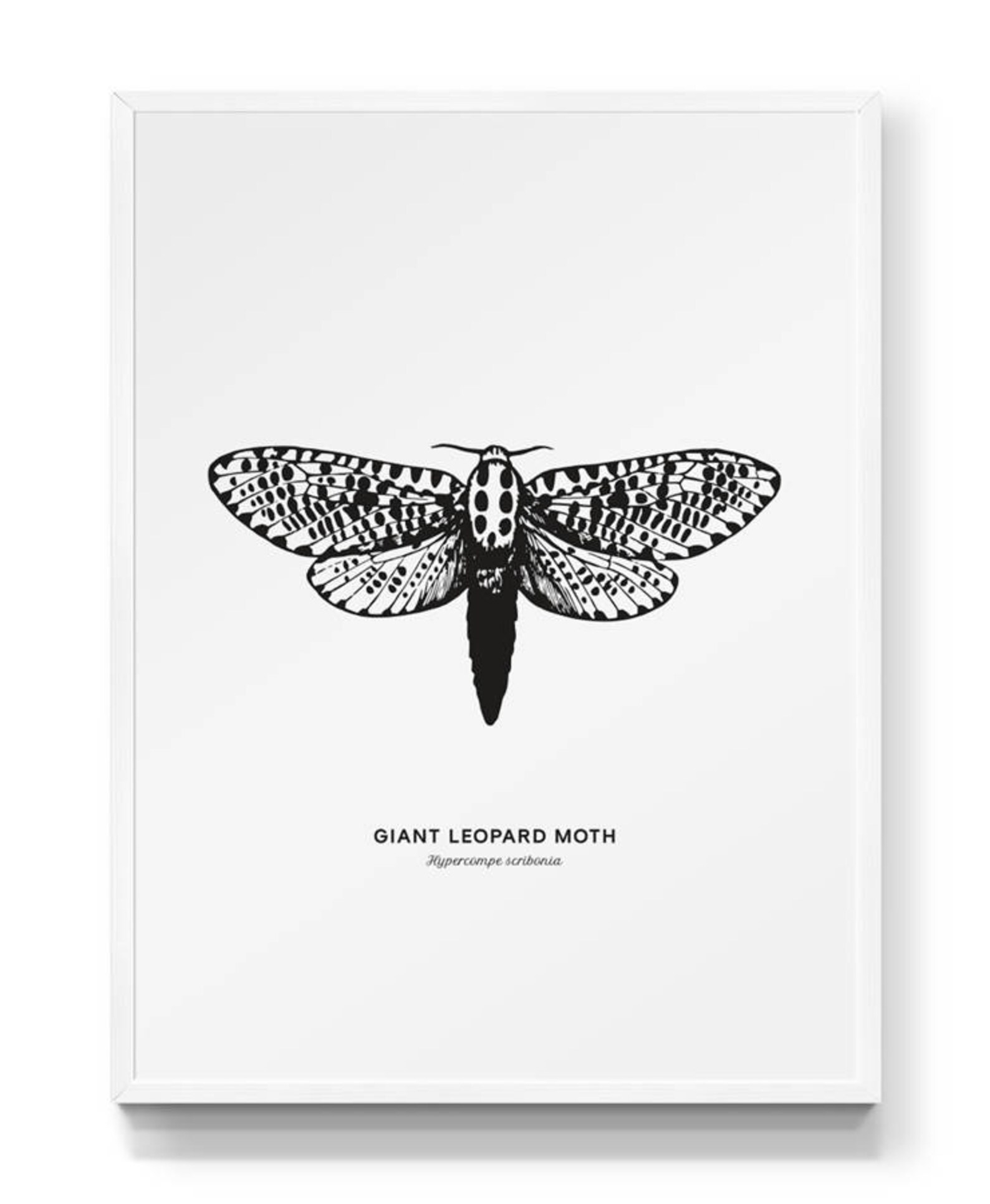 Moth Print. Giant Leopard Moth. Modern Vintage Insect Print. Entomology ...