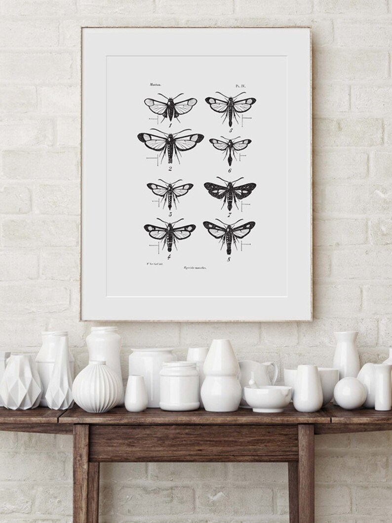 Moth Collection Print. Modern Vintage Insect Poster. Entomology Art ...