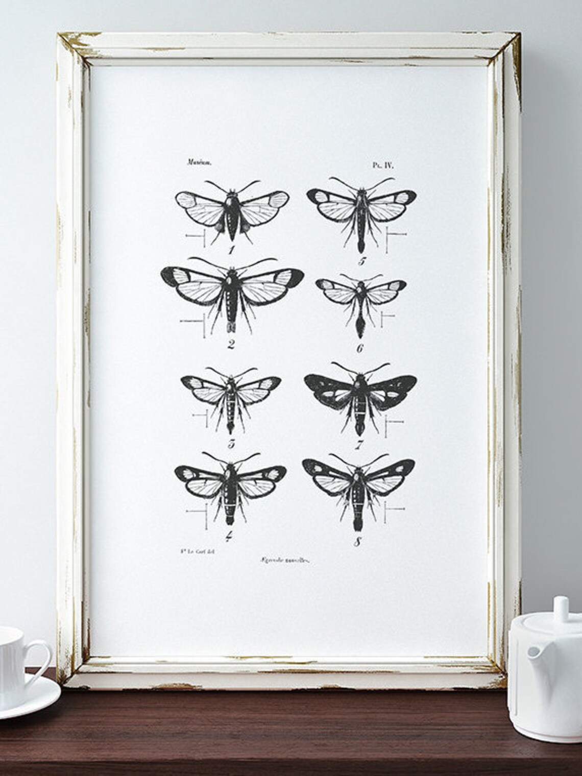 Moth Collection Print. Modern Vintage Insect Poster. Entomology Art ...