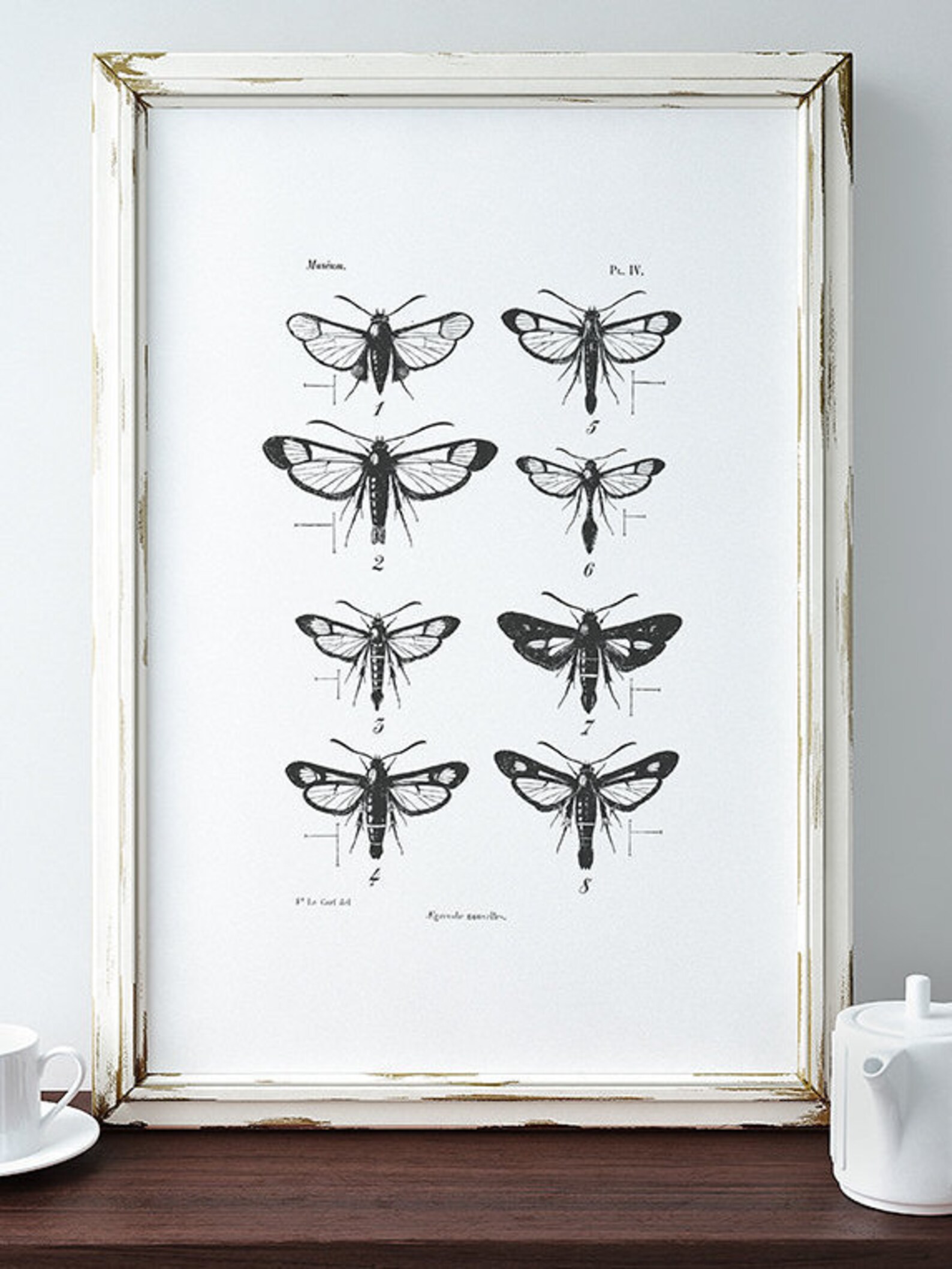 Moth Collection Print. Modern Vintage Insect Poster. Entomology Art ...