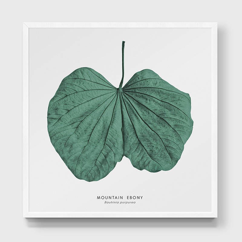 Green Leaf Print. Butterfly Tree Leaf. Orchid Tree Leaf Art Print ...