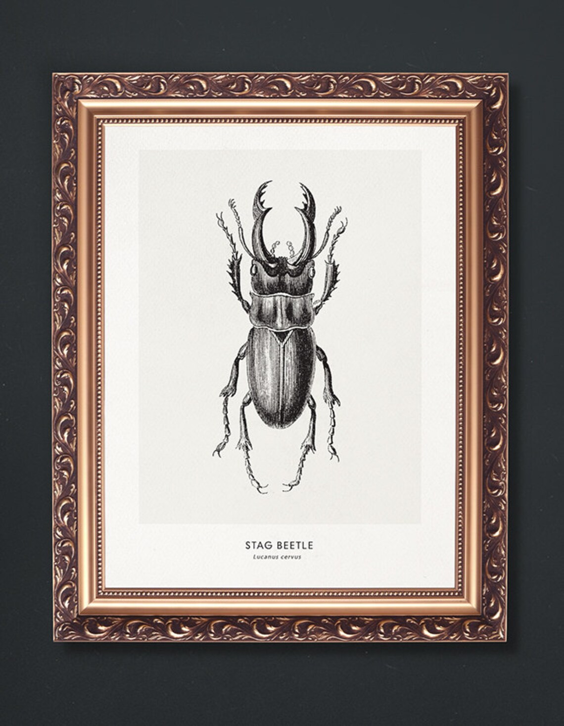 Insect Bug Print PRINTABLE FILE. Modern Vintage Beetle | Etsy