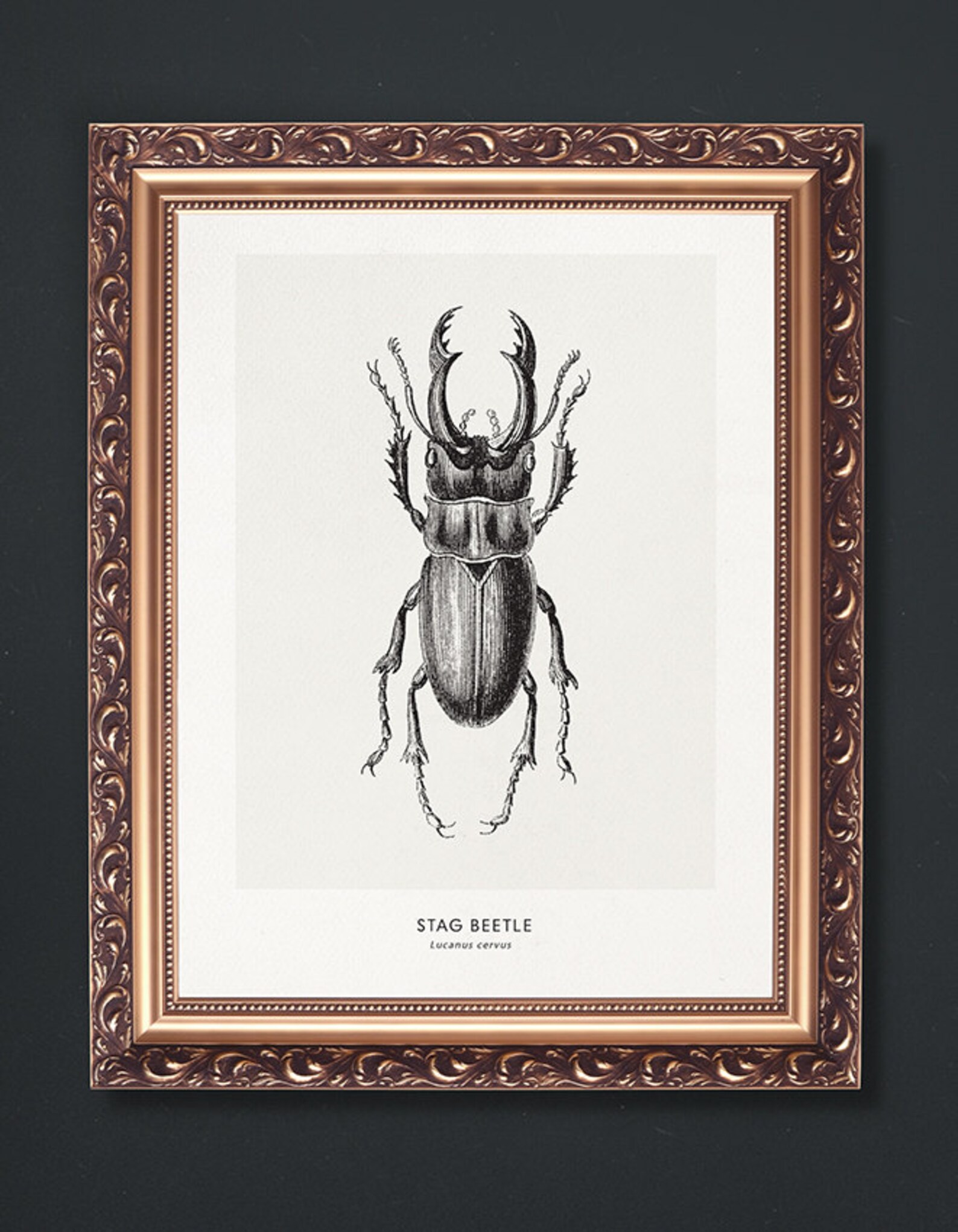 Insect Bug Print - PRINTABLE FILE. Modern Vintage Beetle Poster. Stag ...