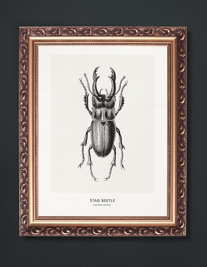 Insect Bug Print PRINTABLE FILE. Modern Vintage Beetle | Etsy