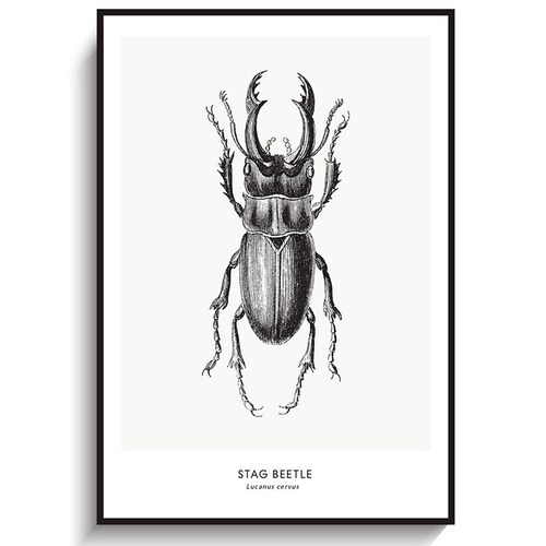 Insect Print 2 Beetle Poster Bug Decor Entomology Gift - Etsy