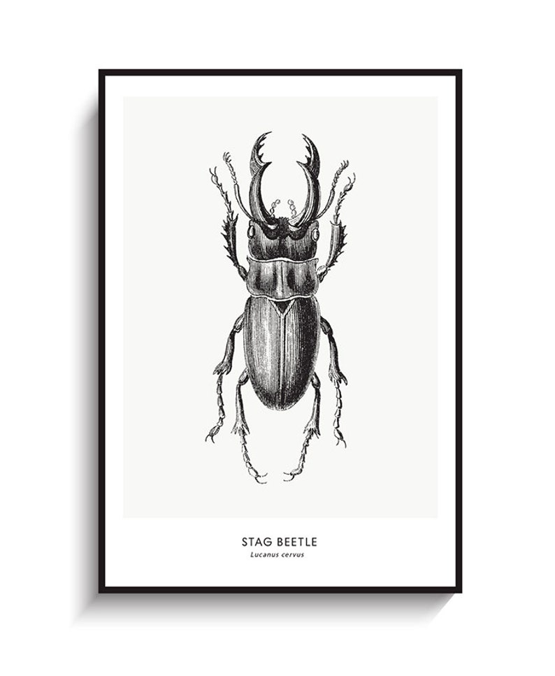 Insect Bug Print PRINTABLE FILE. Modern Vintage Beetle | Etsy
