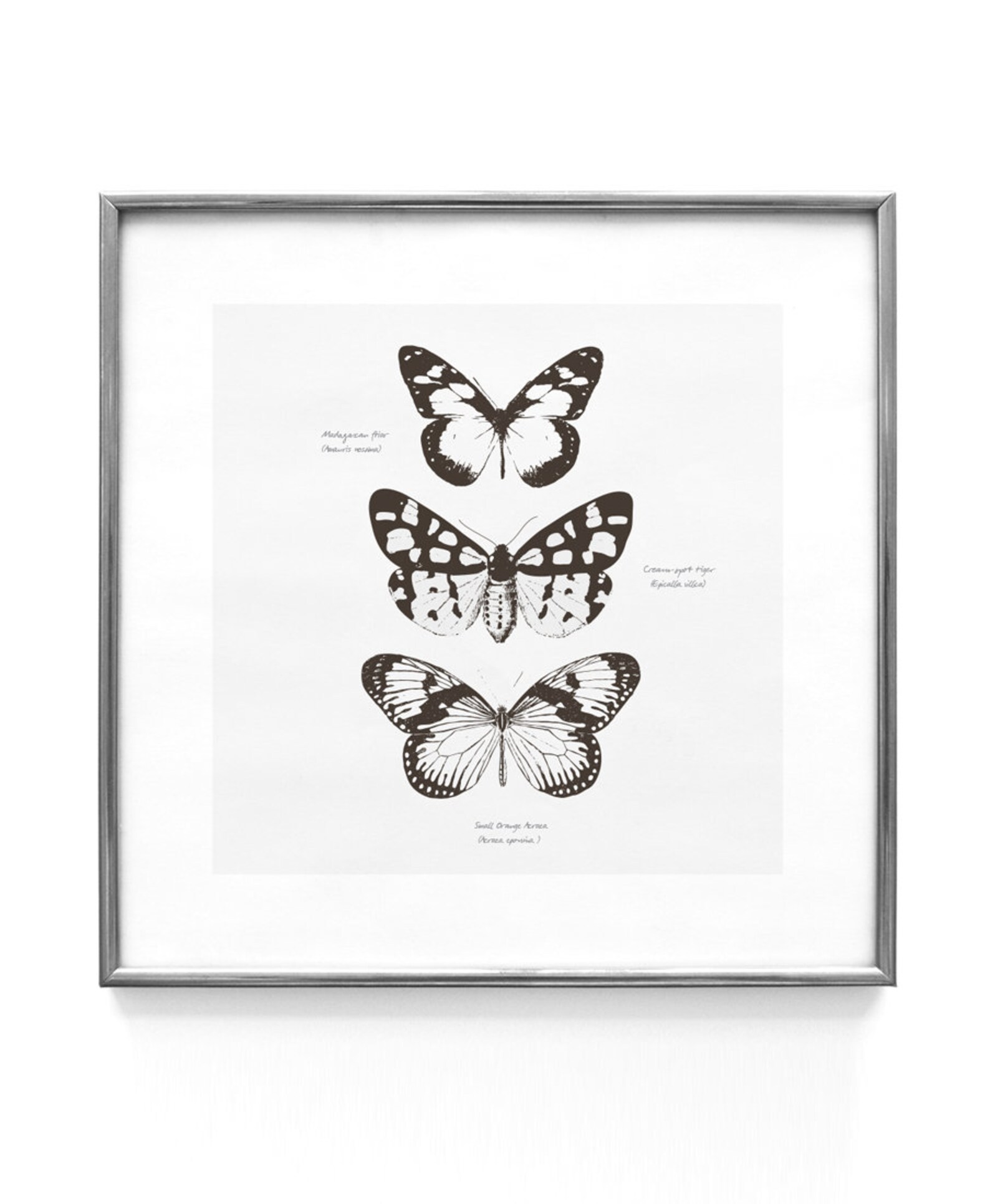 Butterfly Moth Poster. Modern Vintage Insect Taxidermy - Etsy