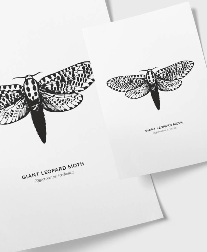 Moth Print. Giant Leopard Moth. Modern Vintage Insect Print. Entomology ...