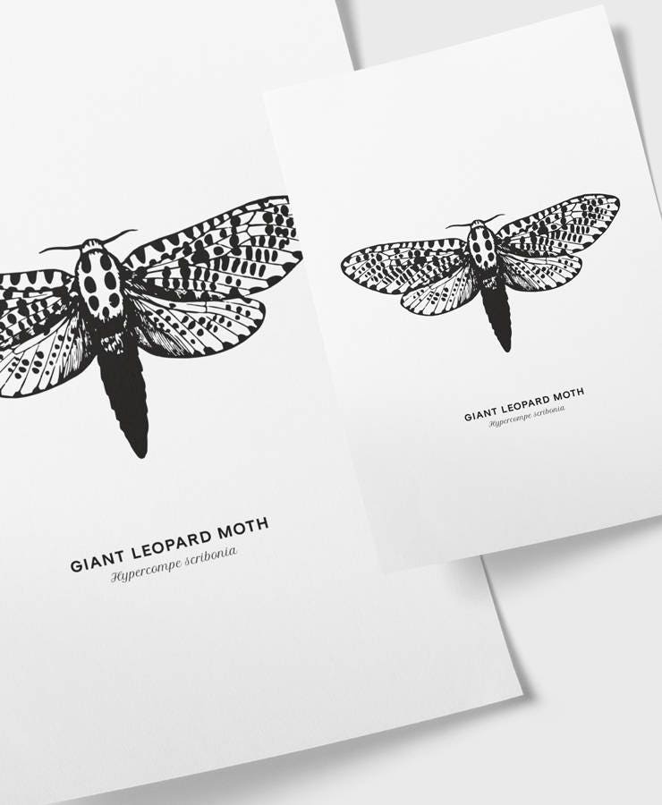 Moth Print. Giant Leopard Moth. Modern Vintage Insect Print. Entomology ...