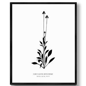 Jerusalem Artichoke Plant Poster - PRINTABLE FILE. Graphic Illustration ...