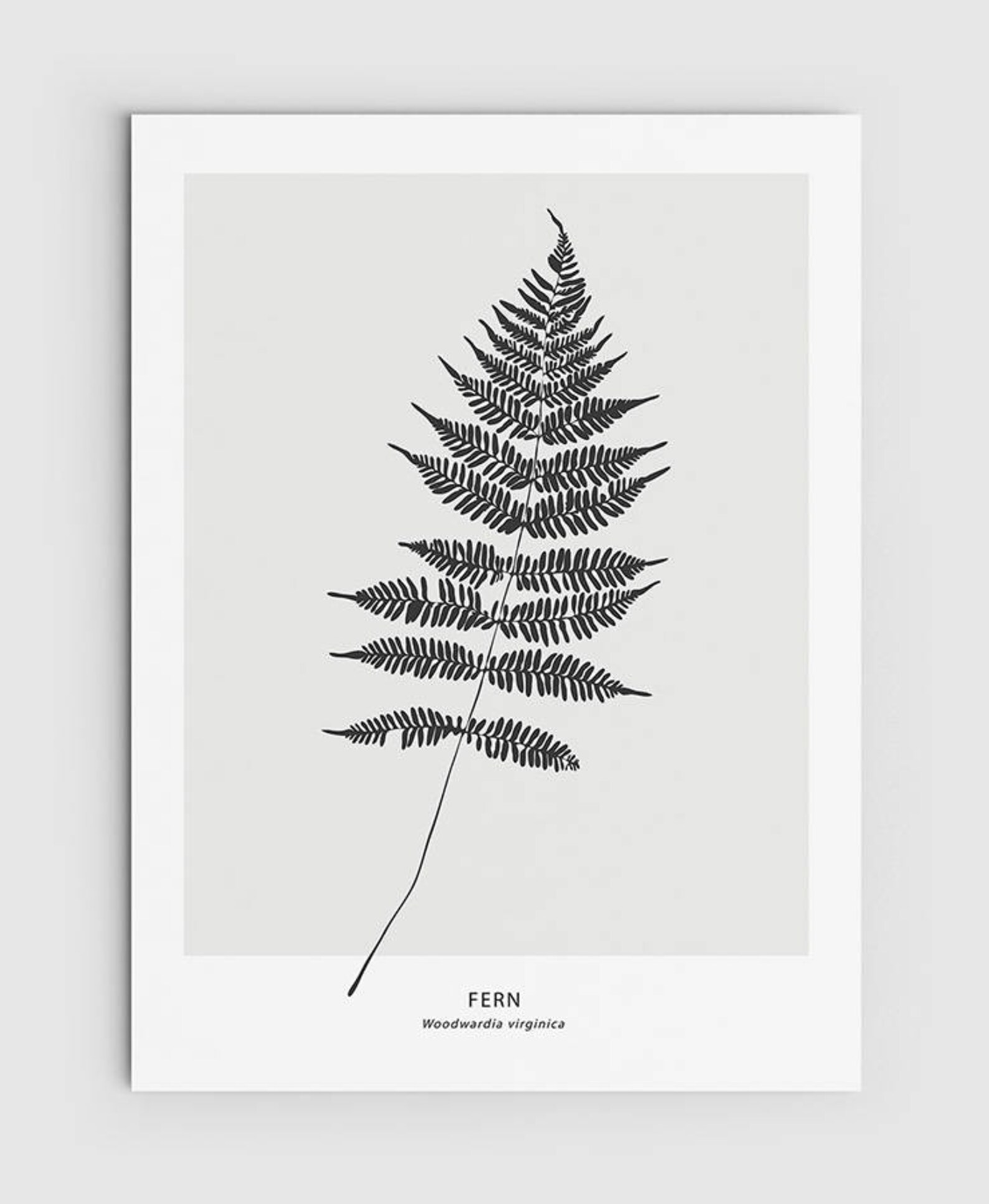 Fern Leaf Print. Botanical Illustration. Grey White Wall | Etsy